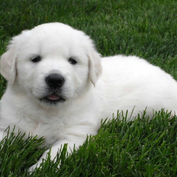 Puppies - English Cream White Golden Retrievers | Treasure Goldens
